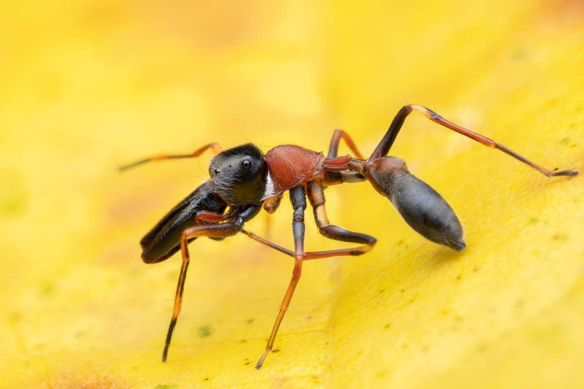 Myrmarachne melanocephala MacLeay, 1839