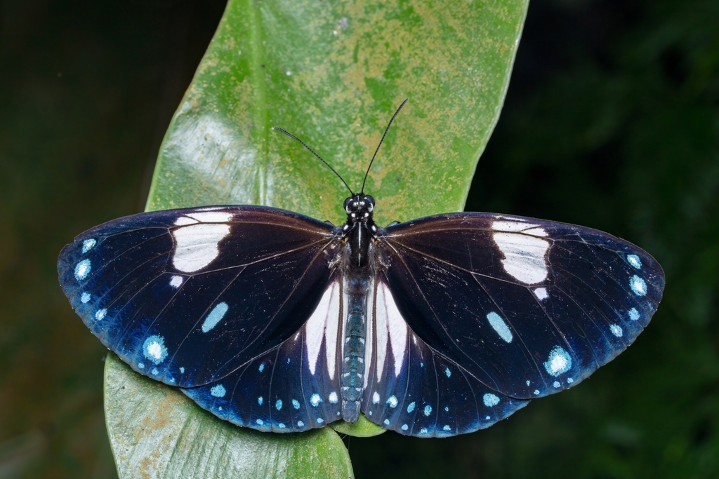 Magpie Crow Butterfly from Kuala Lumpur Butterfly Park on March 28 ...