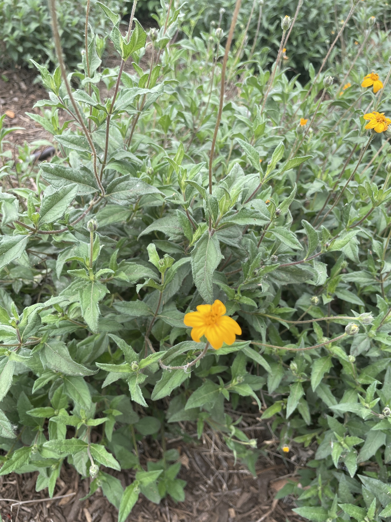 Wedelia acapulcensis var. hispida (Kunth) Strother