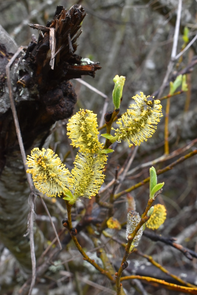 coastal willow from Martin Street Ridgeline Trail Southeast Eugene ...