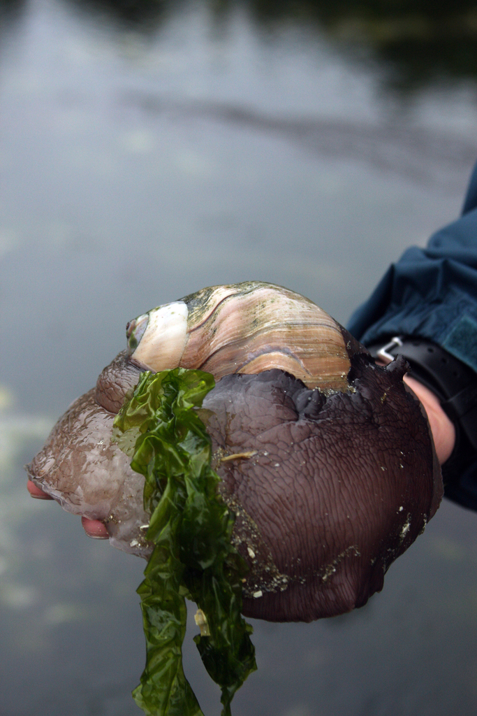Lewis's Moon Snail from Alberni-Clayoquot, BC, Canada on June 24, 2008 ...