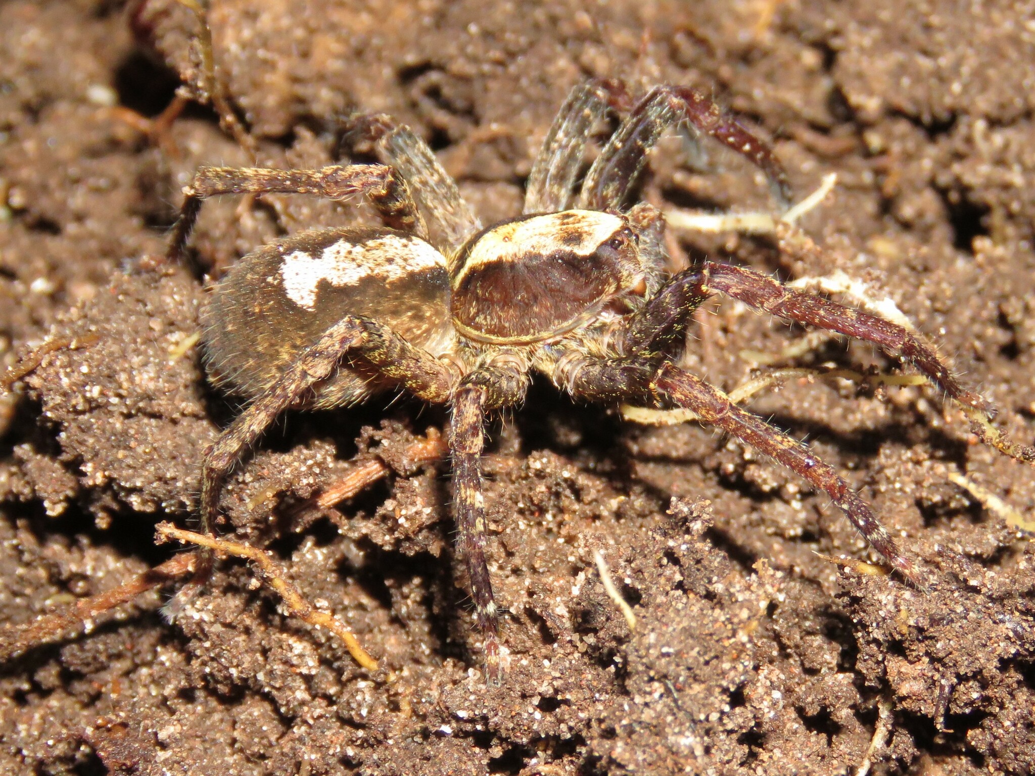 Ctenus ornatus (Keyserling, 1877)