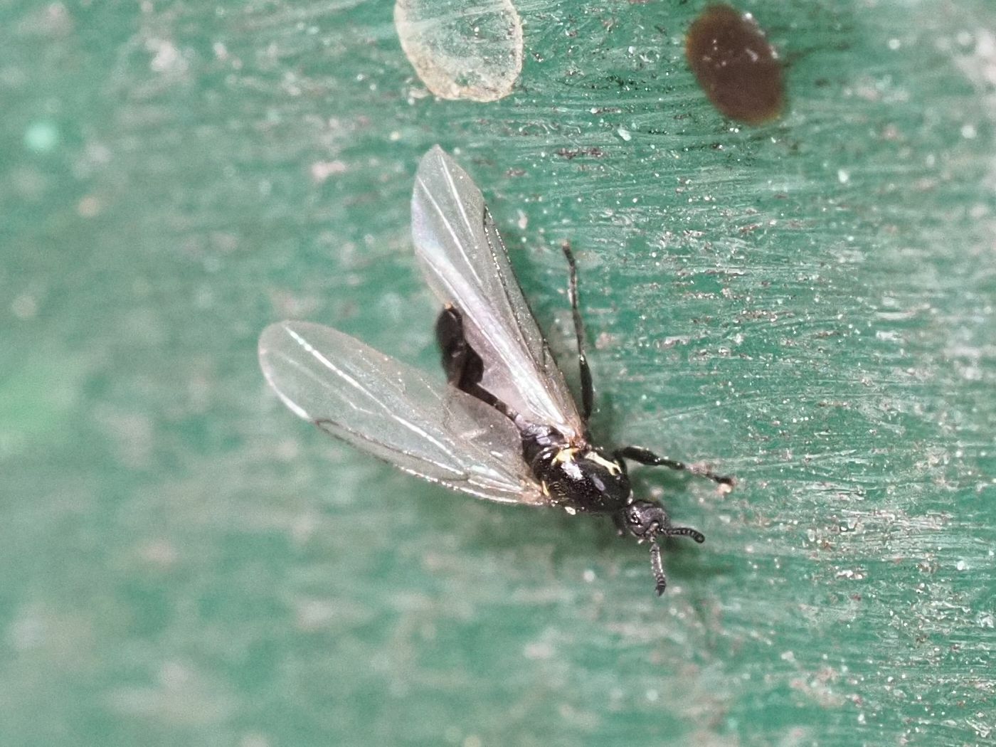 Scatopse notata (Linnaeus, 1758)