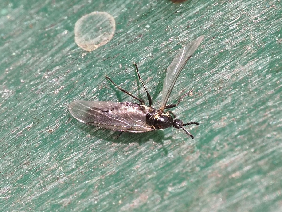 Scatopse notata (Linnaeus, 1758)