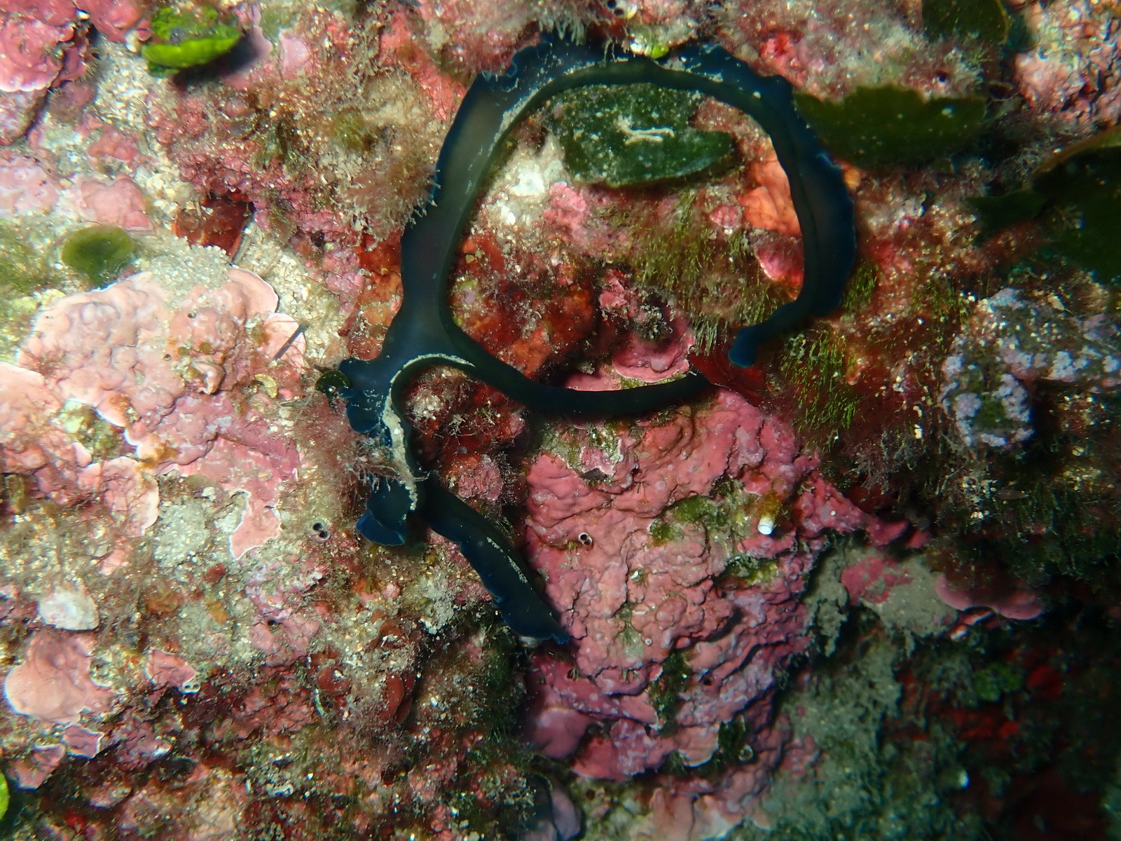Bonellia viridis Rolando, 1822