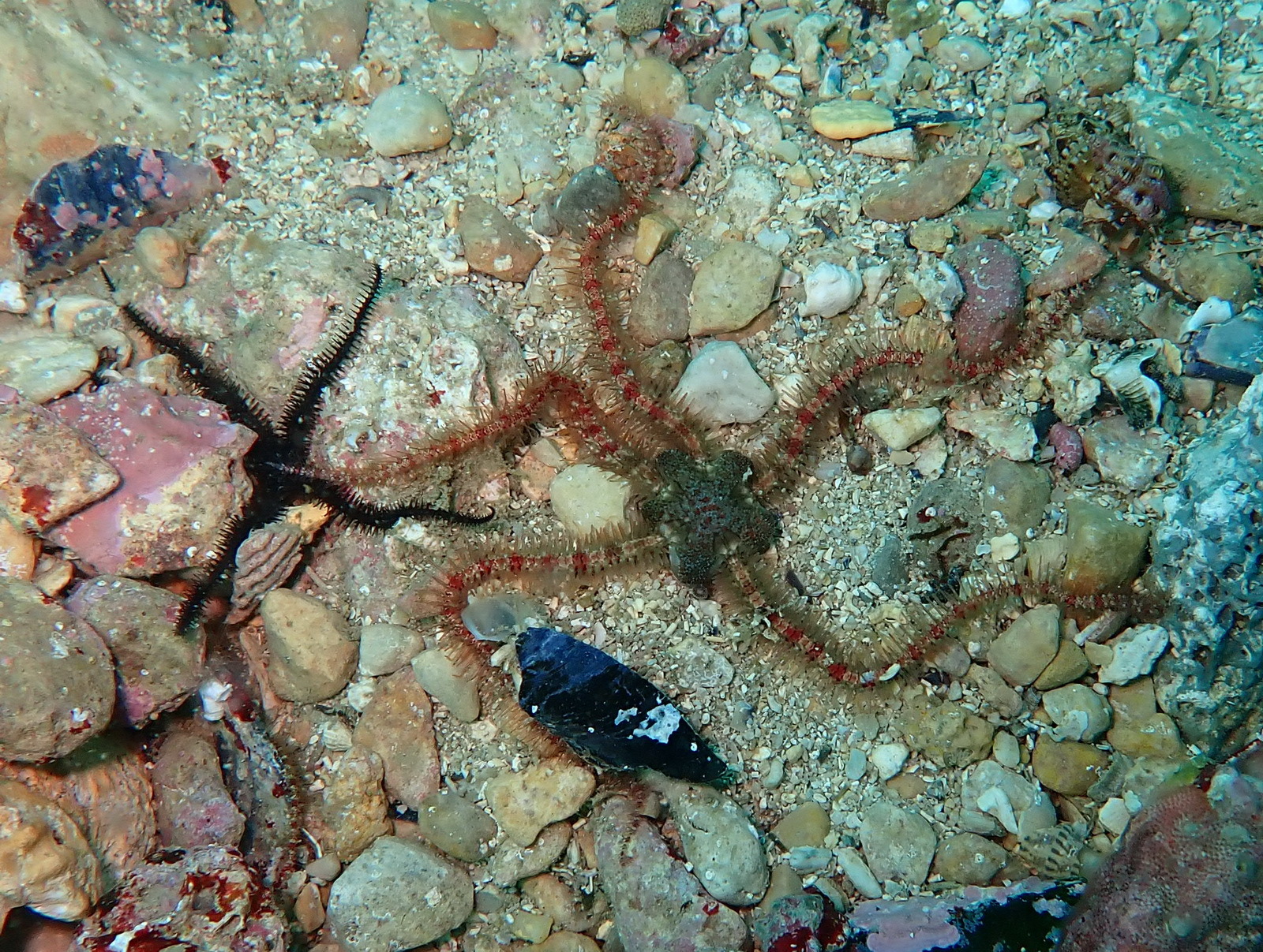 Ophiothrix fragilis (Abildgaard, 1789)