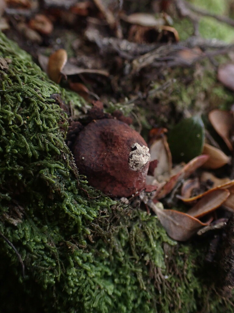 Calostoma fuscum from Eastbourne, Lower Hutt 5013, New Zealand on April ...