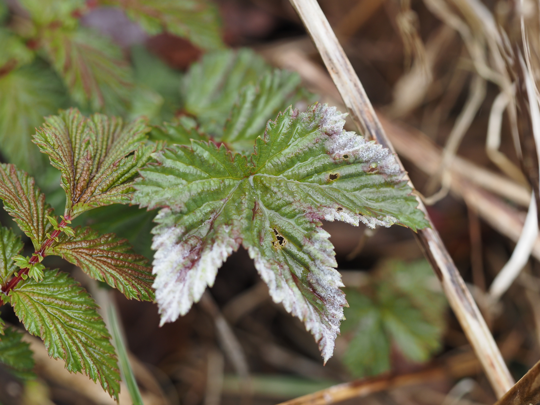 Podosphaera filipendulae (Z.Y.Zhao) T.Z.Liu & U.Braun