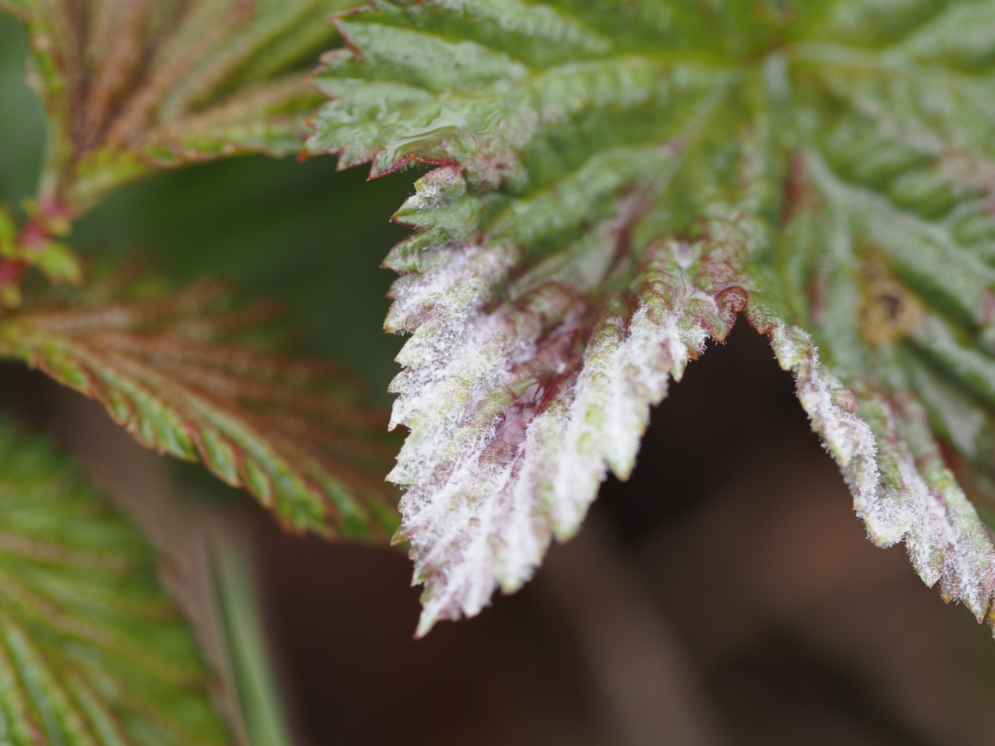 Podosphaera filipendulae (Z.Y.Zhao) T.Z.Liu & U.Braun