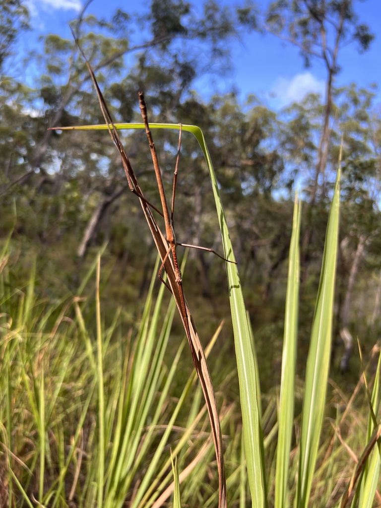Quick Stick Insect from Dinden National Park, Mareeba, QLD, AU on April ...