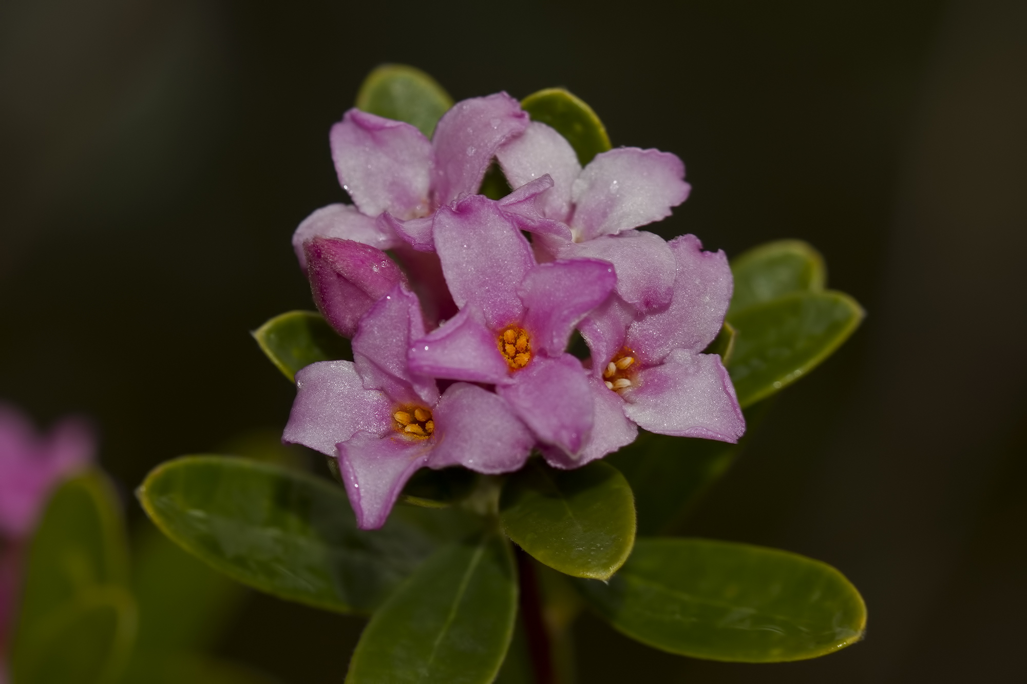 Daphne sericea Vahl