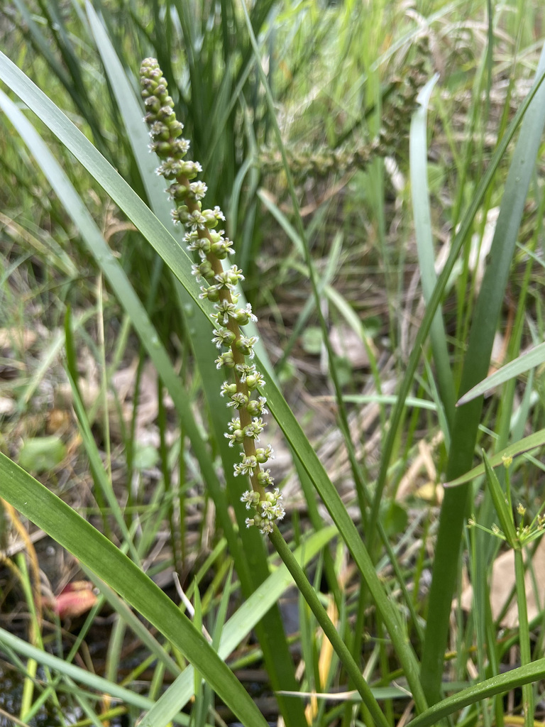 Water Ribbons from Eli Creek, Fraser Island on November 24, 2022 at 12: ...
