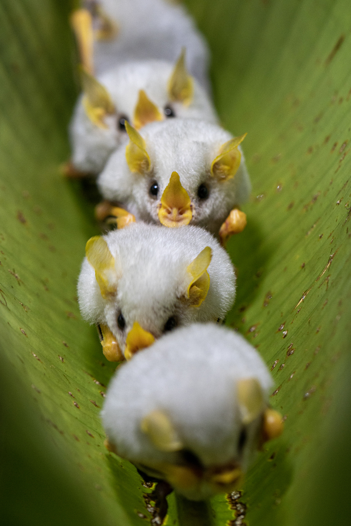 Honduran White Bat in March 2022 by caseytunia · iNaturalist