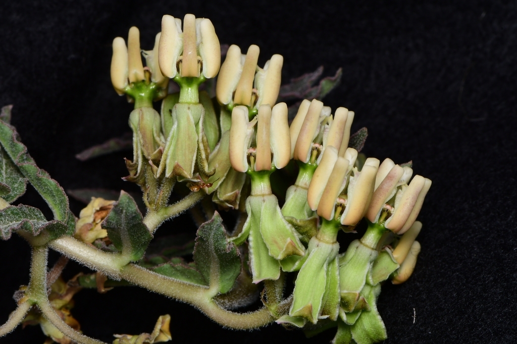 Prostrate milkweed (Milkweeds of the US) · iNaturalist