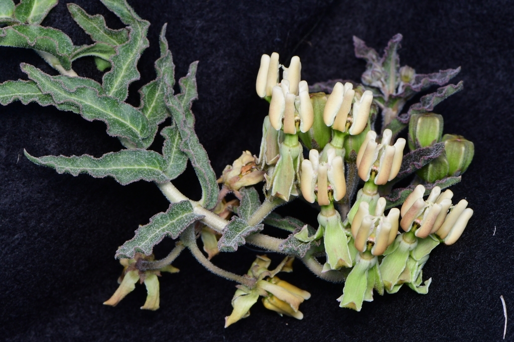 Prostrate milkweed in April 2023 by Joey Santore · iNaturalist