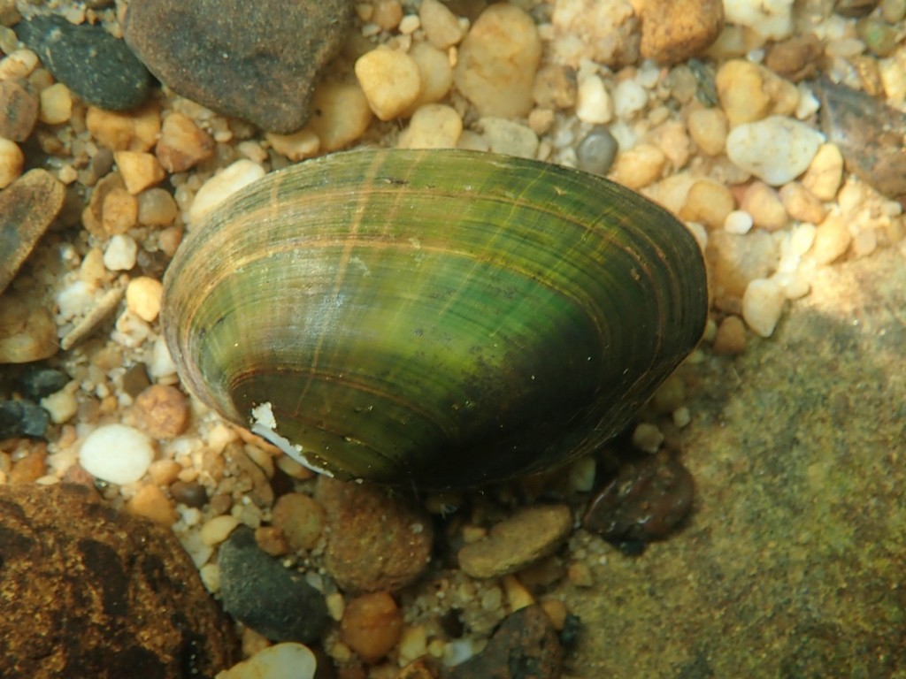 Cumberland bean (Bivalves of the United States Pt.2) · iNaturalist