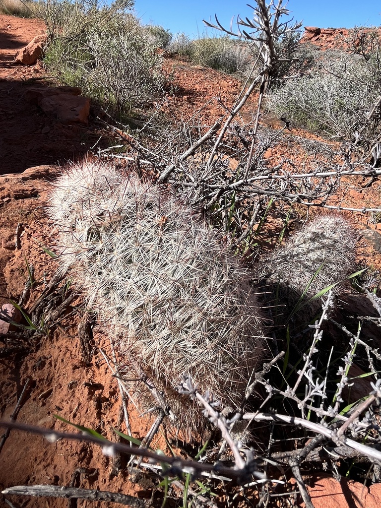 Common Fishhook Cactus from Washington, UT, US on April 1, 2023 at 10: ...