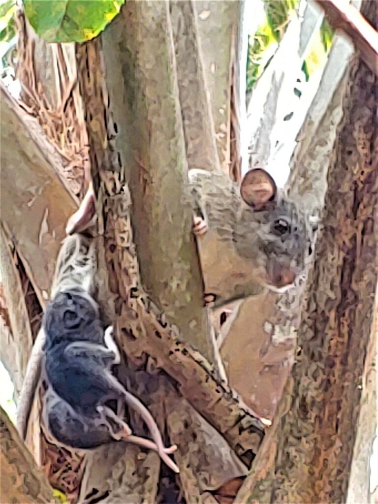 Eastern Woodrat from barbara pedersen preserve on April 02, 2023 by Tom ...