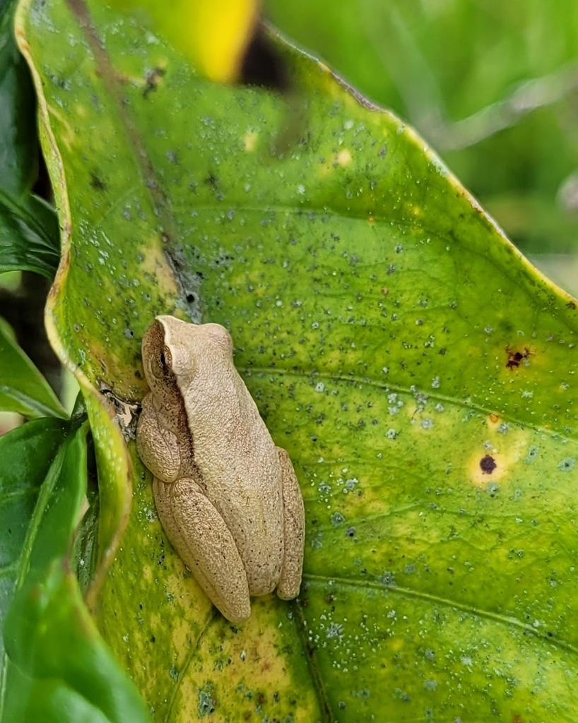Yellow Tree Frog in March 2023 by Anja Williams · iNaturalist