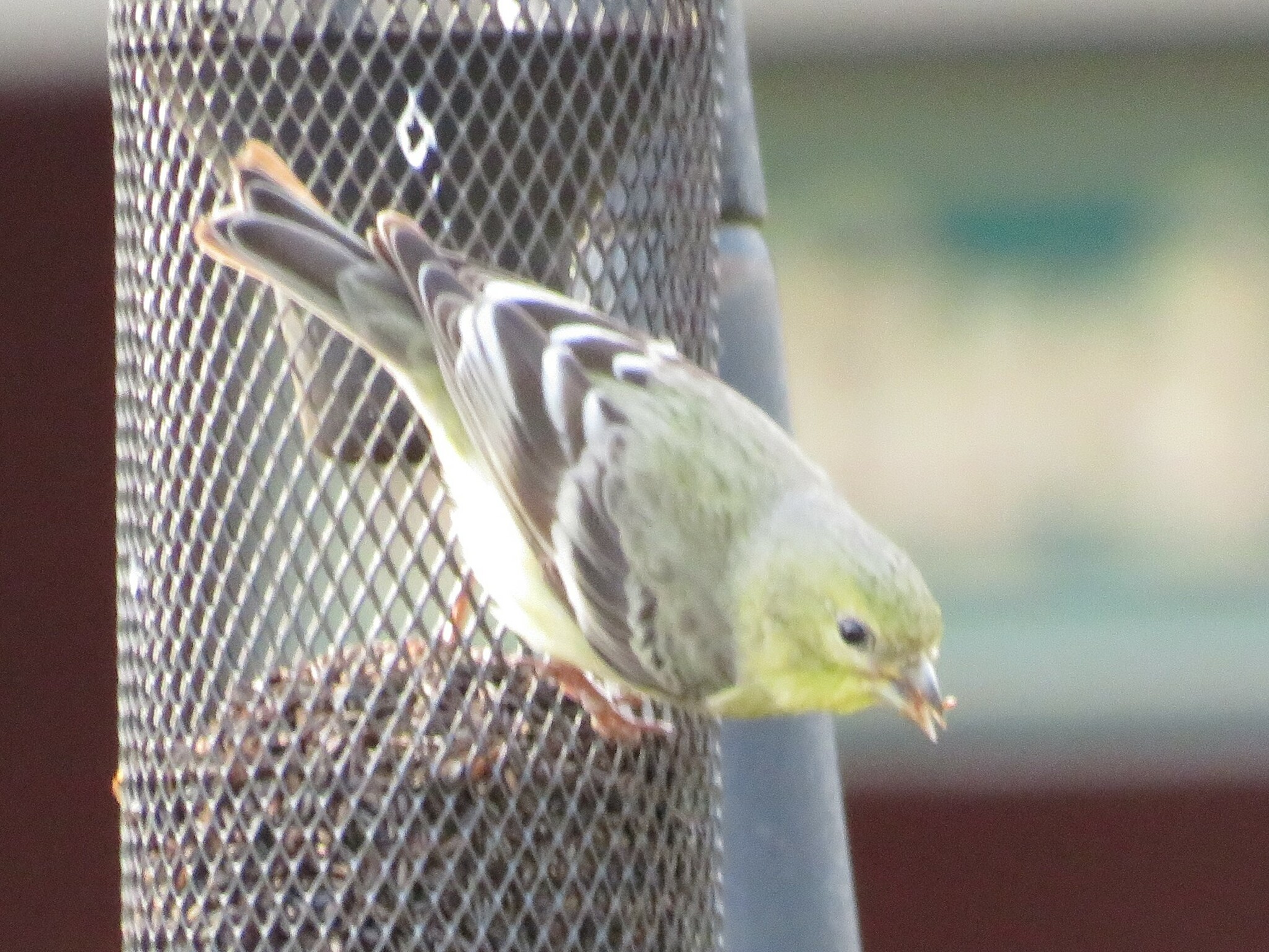 Spinus psaltria hesperophilus (Oberholser, 1903)