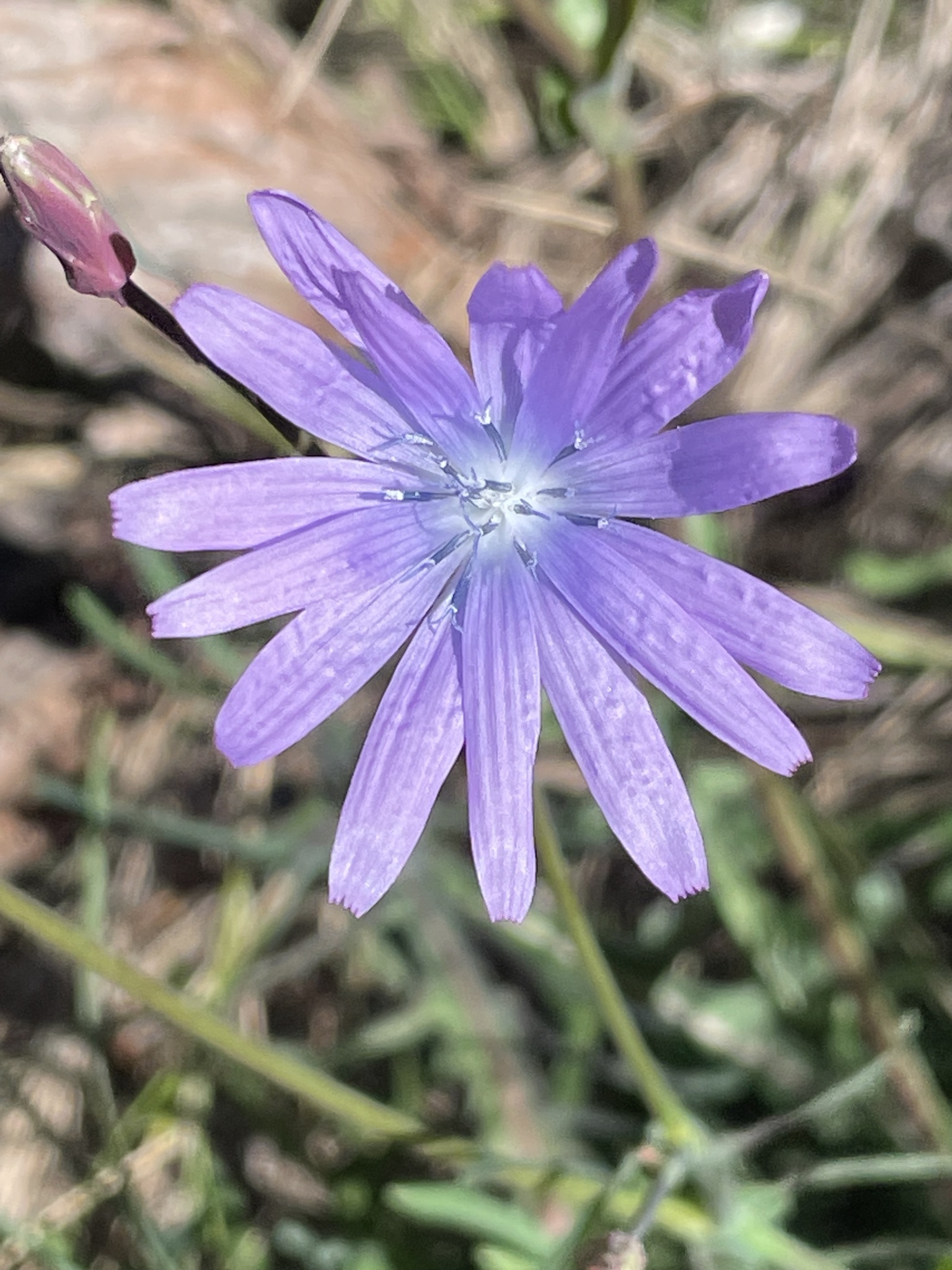 Lactuca perennis L.