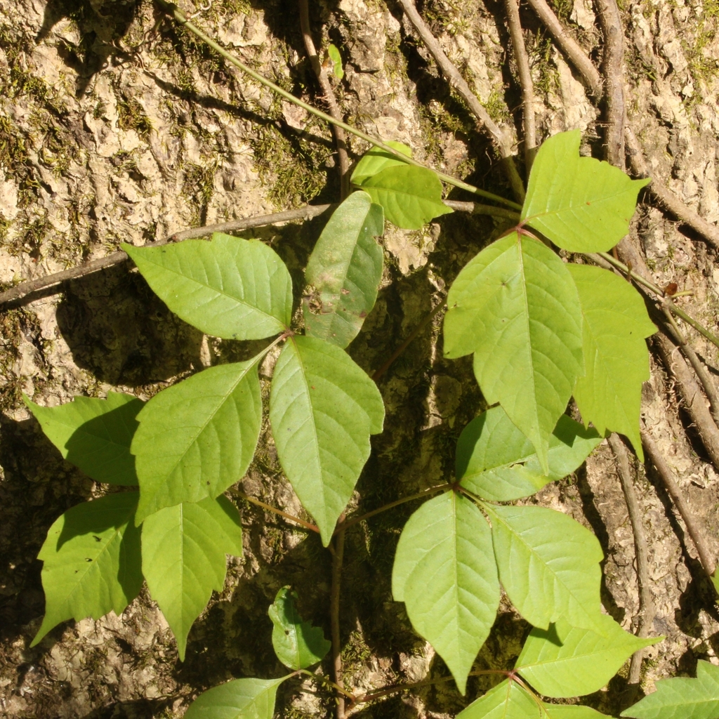 eastern poison ivy from Lugoff, SC 29078, USA on April 2, 2023 at 12:09 ...