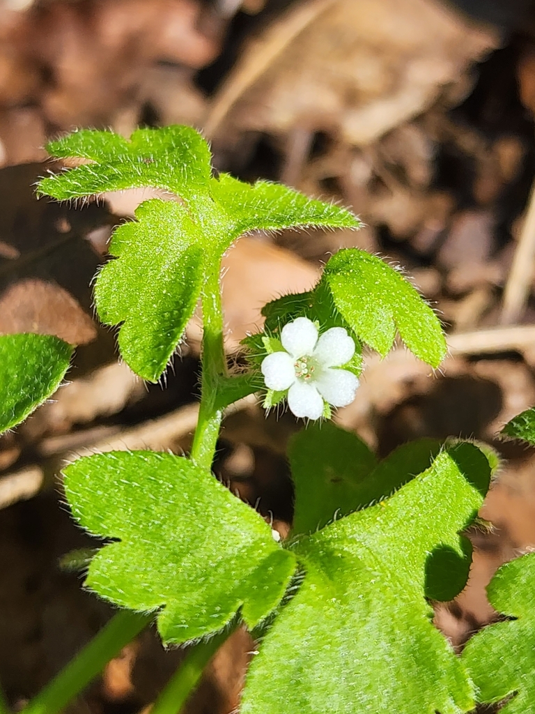 smallflower baby blue eyes from Lugoff, SC 29078, USA on April 2, 2023 ...