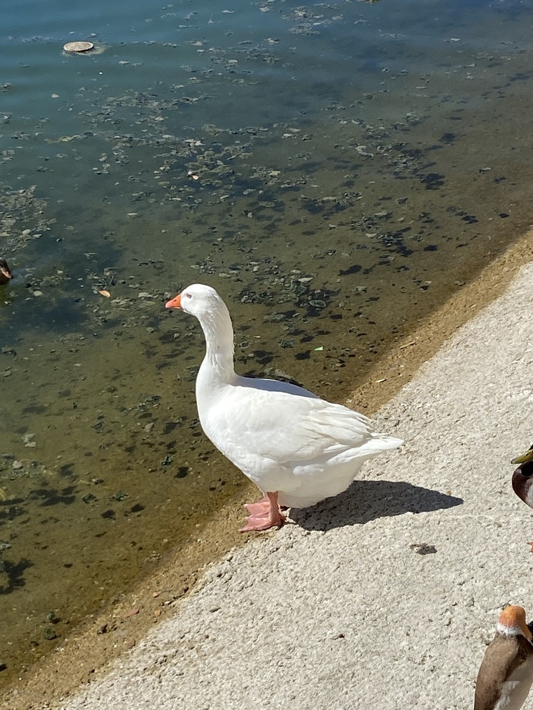 Grey Geese from Sunset Park, Las Vegas, NV, US on April 02, 2023 at 02: ...