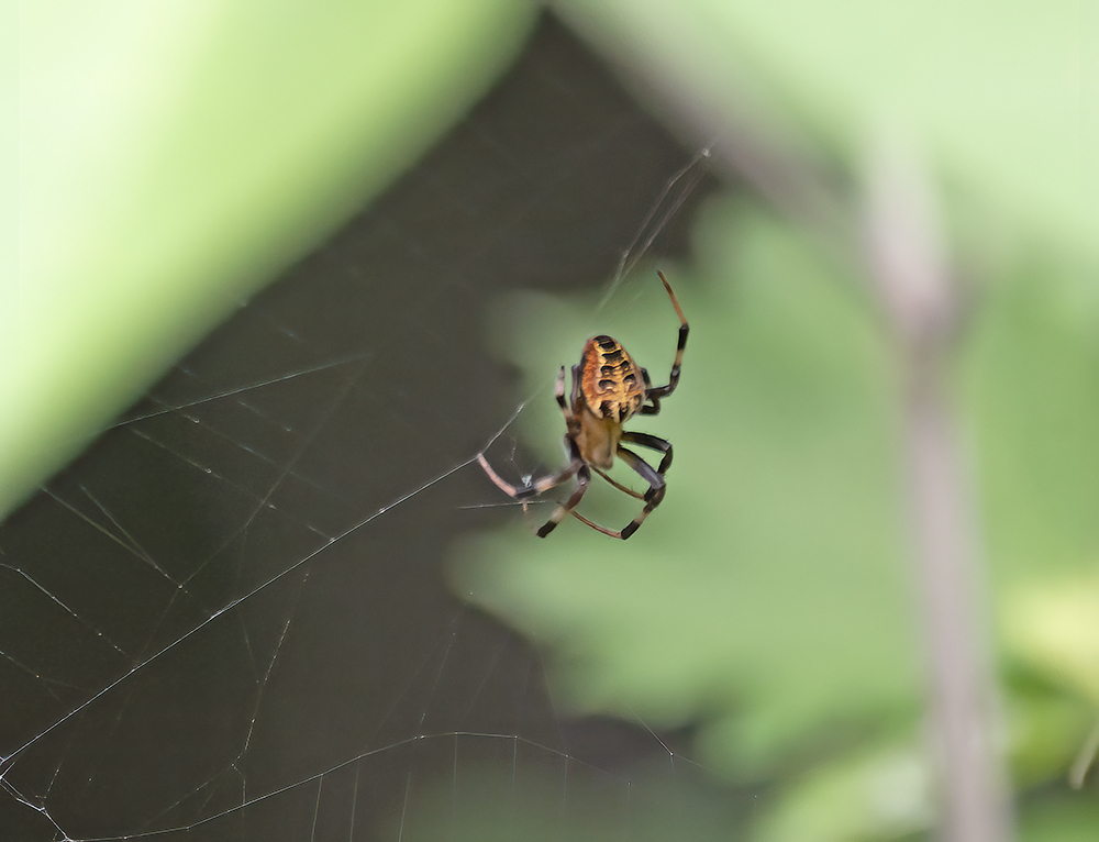 Araneus venatrix from Canaã dos Carajás - PA, 68537-000, Brasil on ...