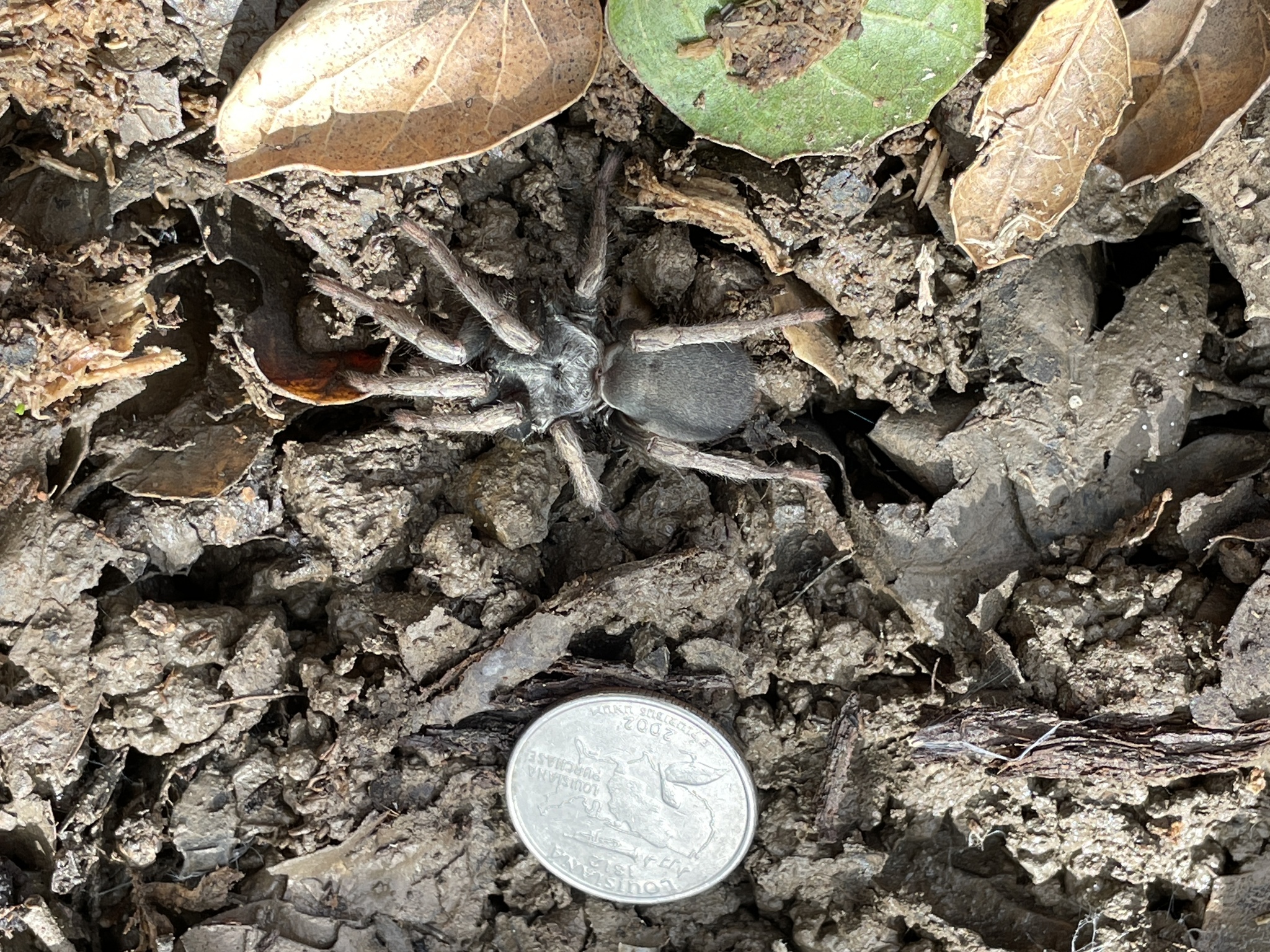 Calisoga longitarsis (Simon, 1891)