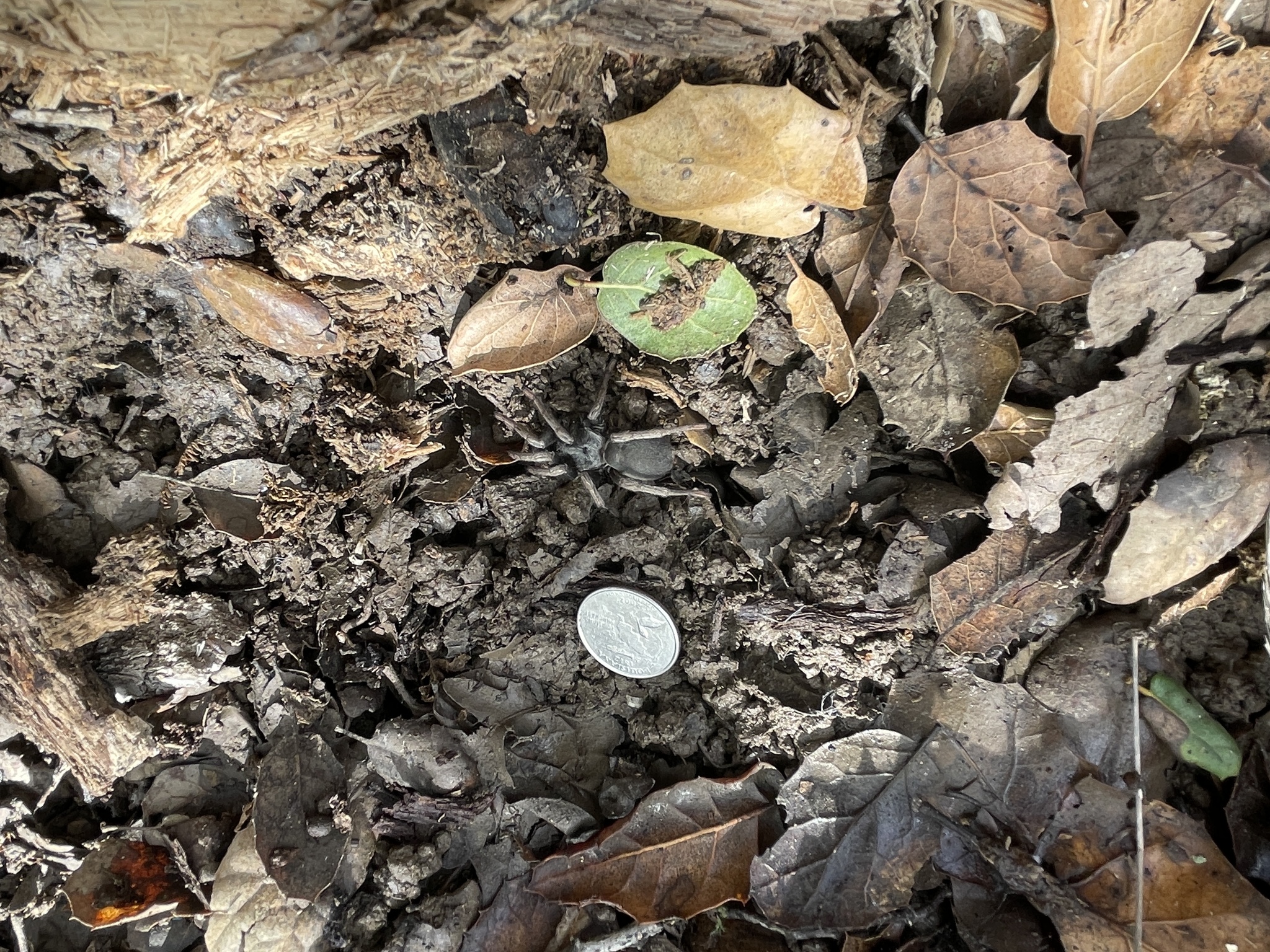 Calisoga longitarsis (Simon, 1891)