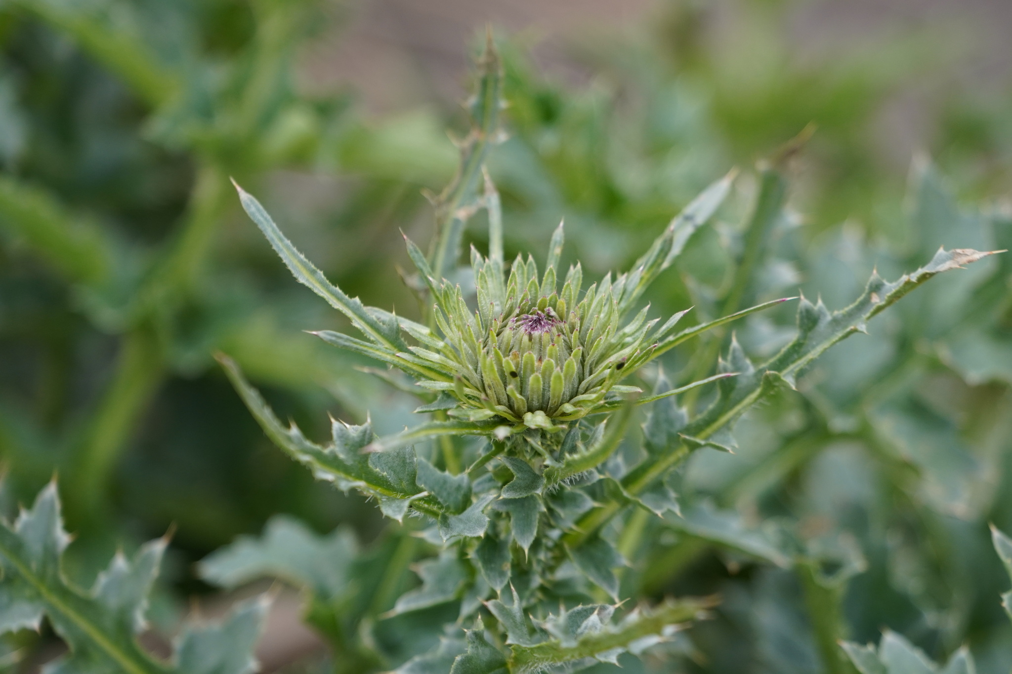 Carduus acanthoides L.