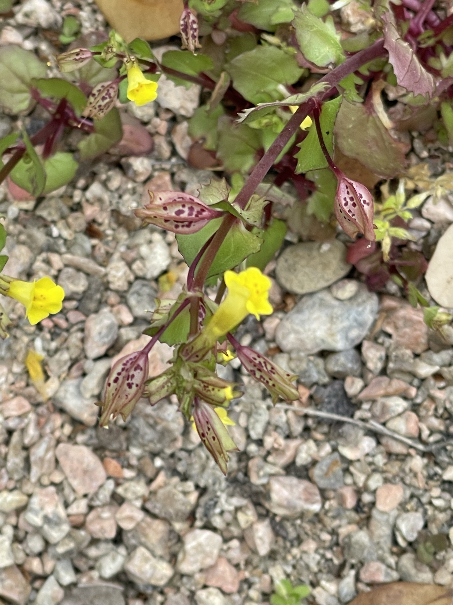 Erythranthe glabrata (Kunth) G.L.Nesom