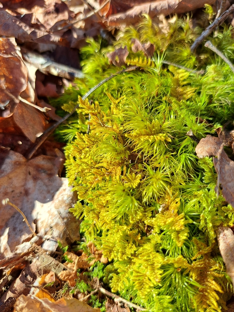 mosses from Upper Kemptown, NS B6L, Canada on April 2, 2023 at 05:13 PM ...