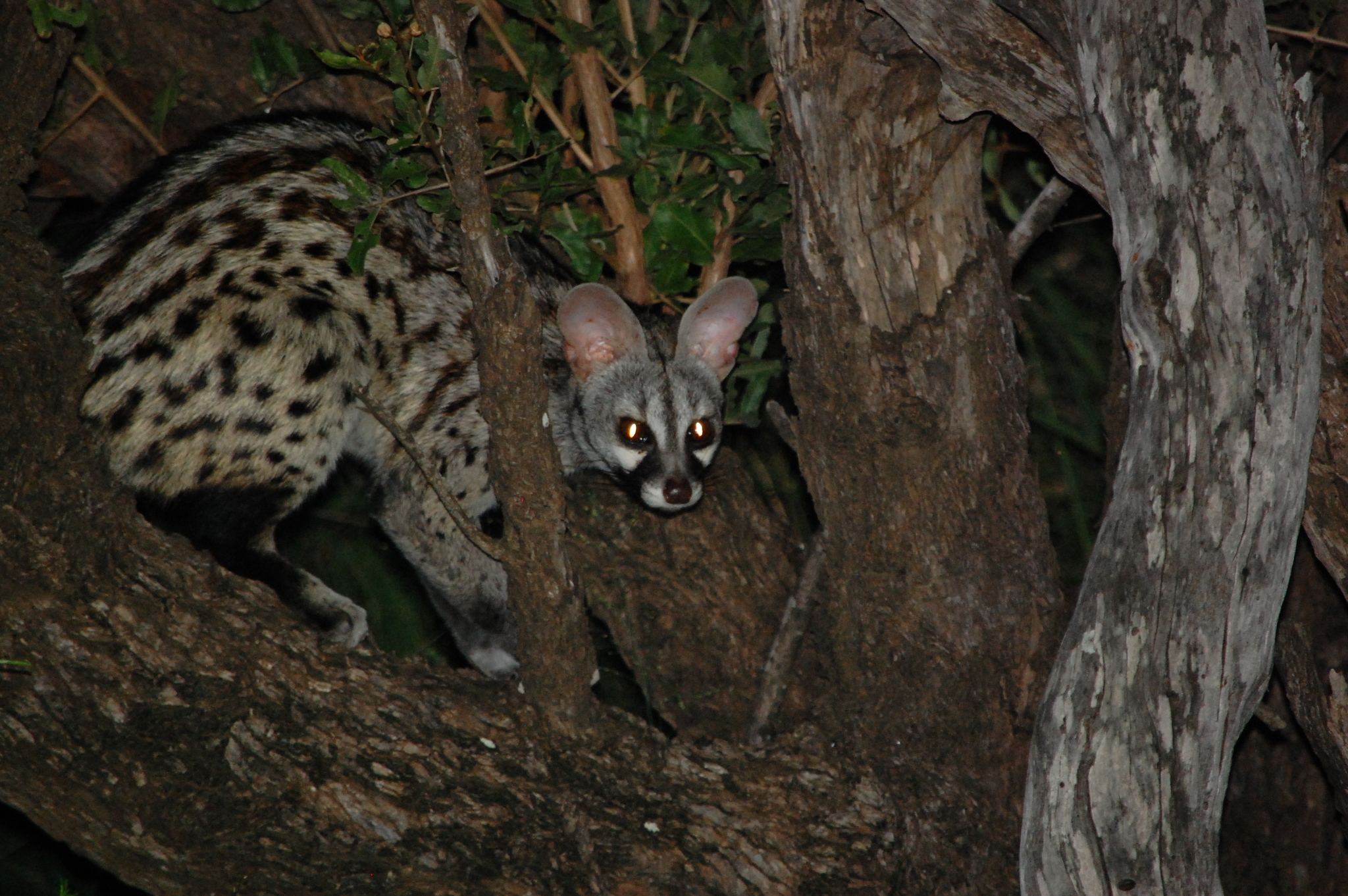 Genetta genetta felina (Thunberg, 1811)