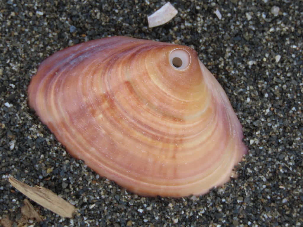 Meretrix taiwanica from 台灣宜蘭縣 on April 2, 2023 at 11:33 AM by 金翼白眉 ...