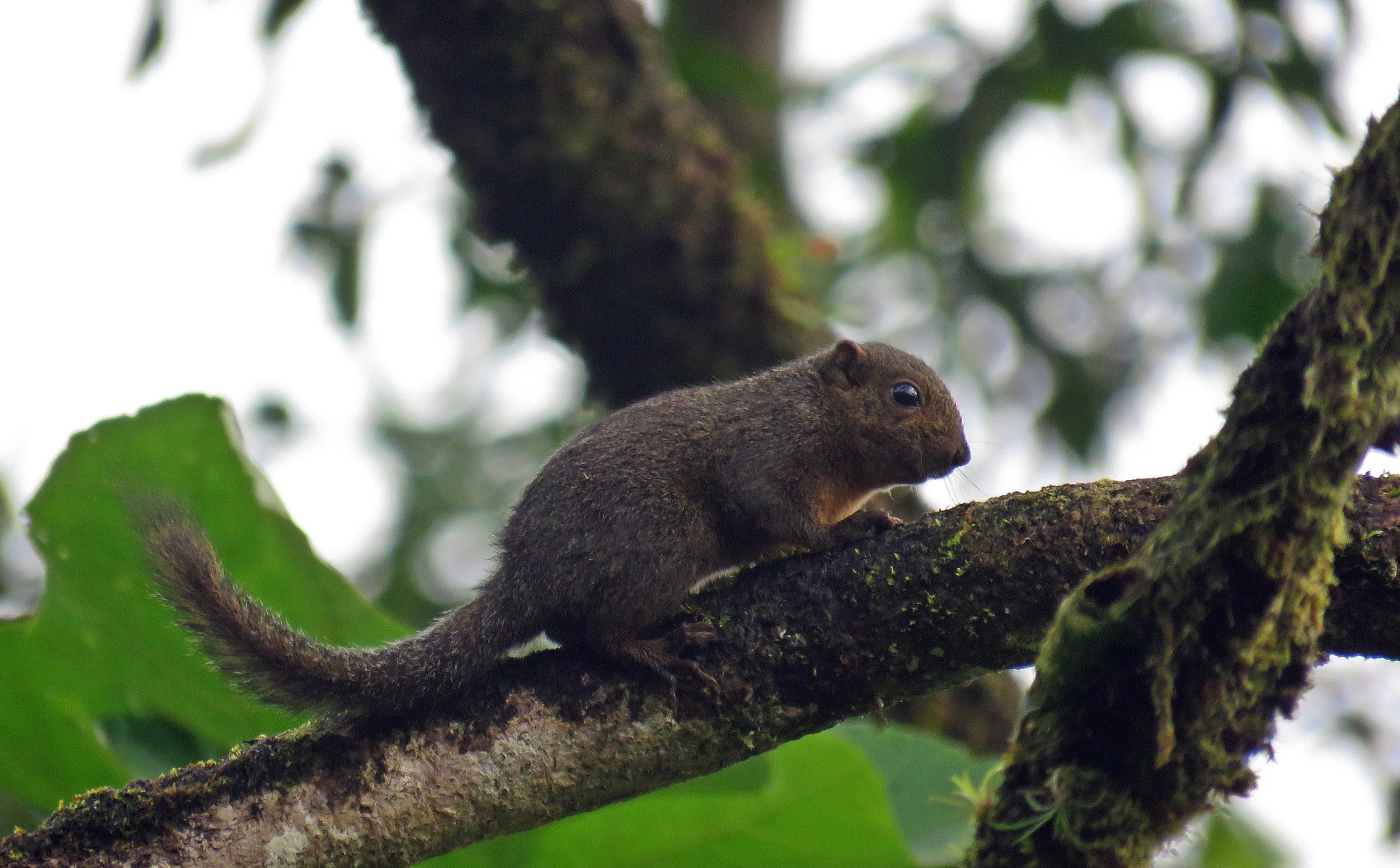 Microsciurus J.A.Allen, 1895