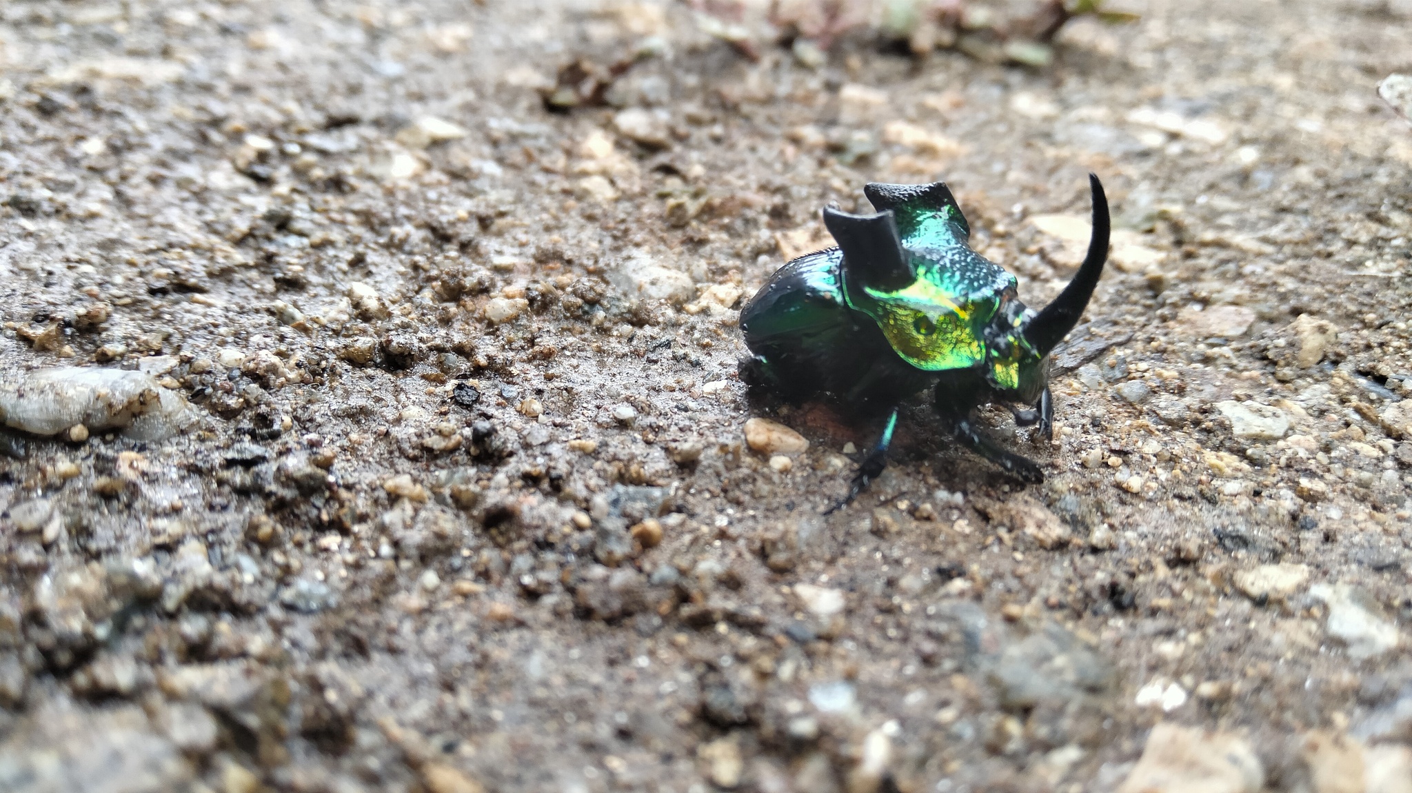 Phanaeus demon Castelnau, 1840