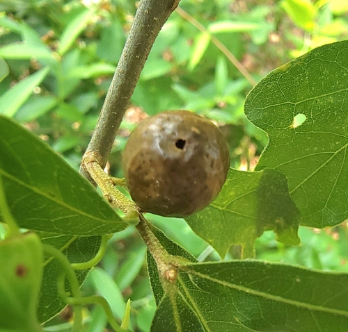 Galls, galls, galls! · iNaturalist