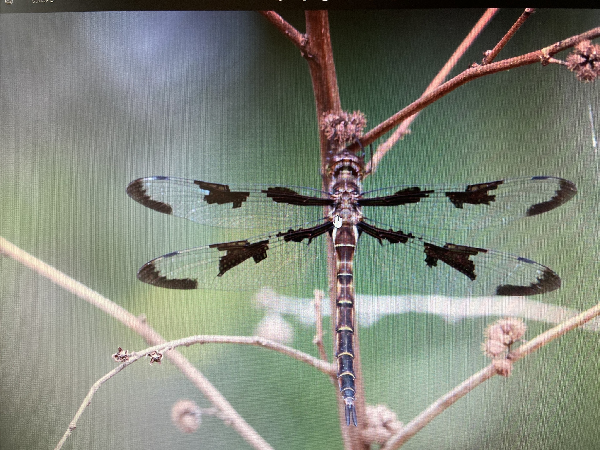 Epitheca princeps Hagen, 1861