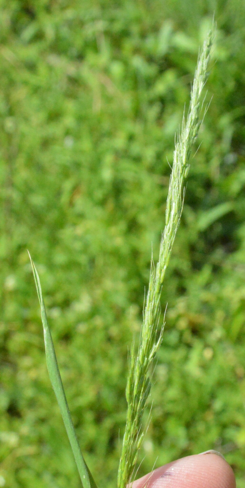 Limnodea L.H.Dewey