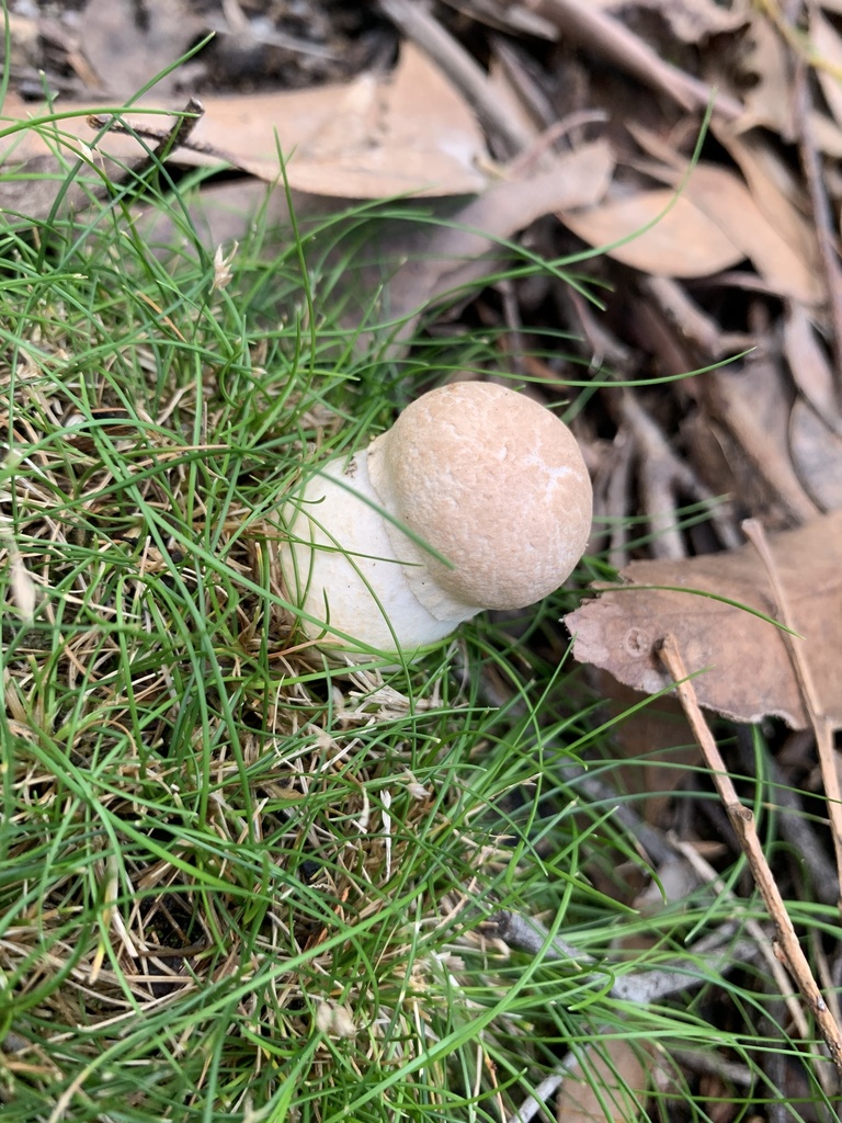 Boletellus from Wilsons Promontory National Park, Wilsons Promontory ...