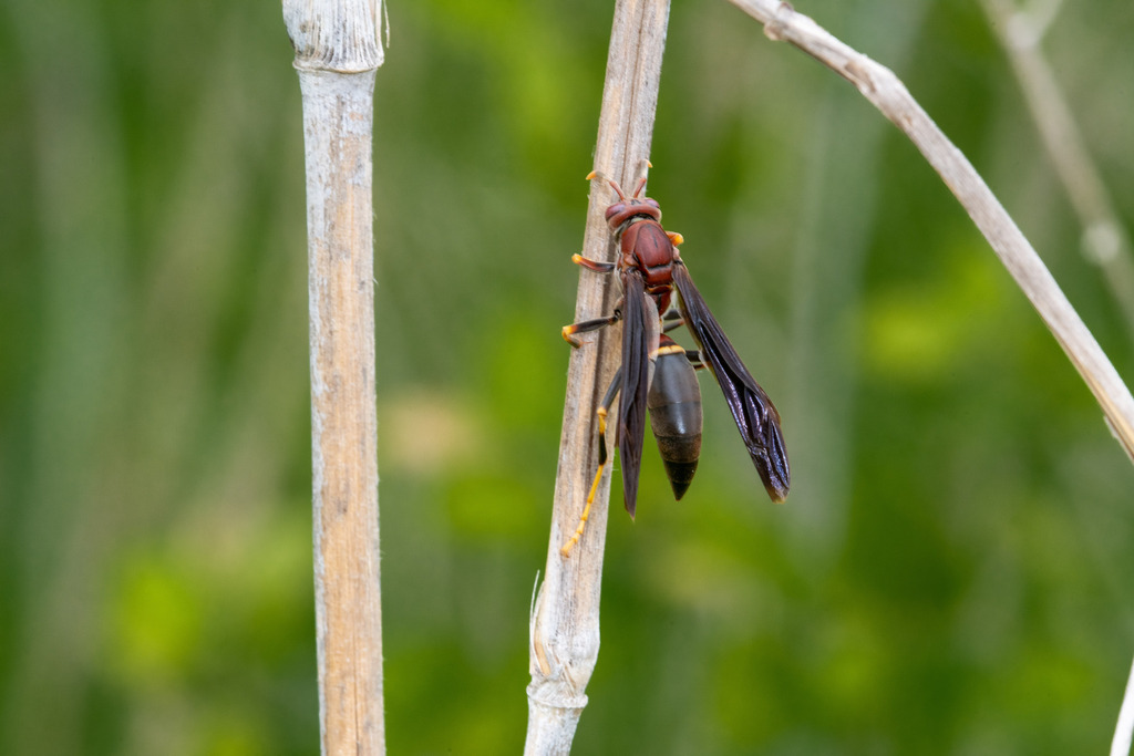 Ringed Paper Wasp from Lewisville, TX, USA on April 02, 2023 at 02:18 ...