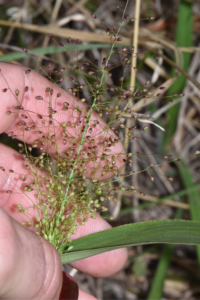 Dichanthelium inflatum in April 2023 by Jake Smith. Pretty sure there ...