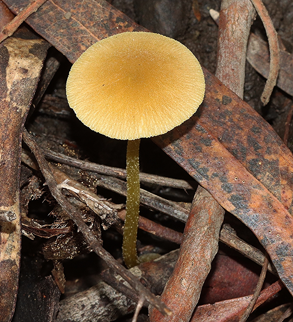 Shields from Murrindindi VIC 3717, Australia on April 01, 2023 at 12:35 ...