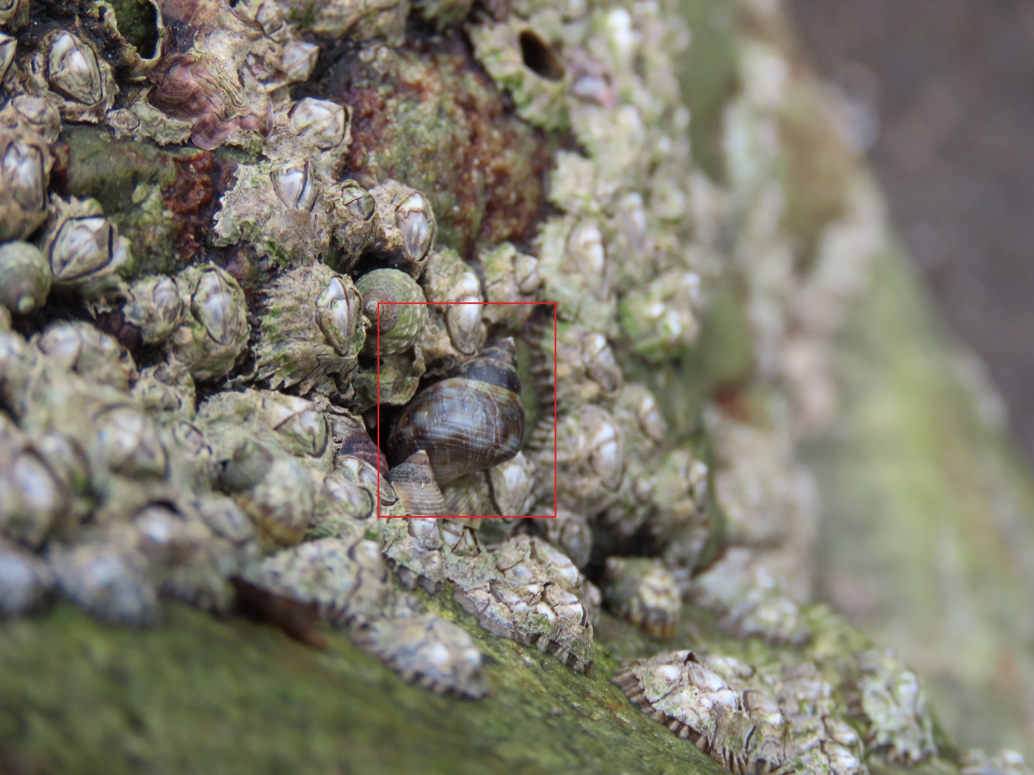 Littoraria scabra (Linnaeus, 1758)