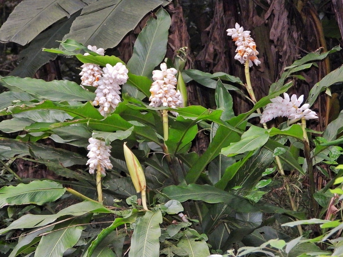 Alpinia hainanensis K.Schum.