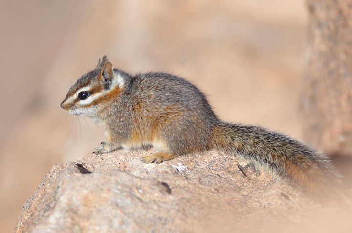 Cliff Chipmunk (Salt Lake City Rural and Urban Mammals) · iNaturalist
