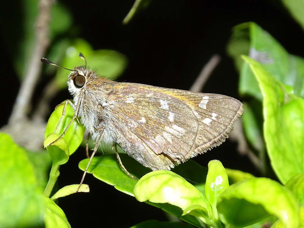 Huron Sachem from High Vista, Austin, TX 78759, USA on April 1, 2023 at ...