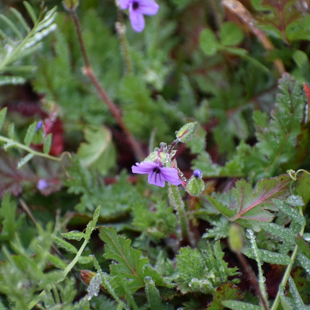 Mediterranean Stork's-bill from Joseph D. Grant County Park, CA, USA on ...